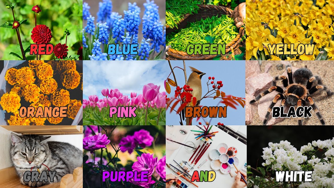 DoDo TV Colors Song for Kids | Learn Colors Song for Toddlers | DoDo TV ...