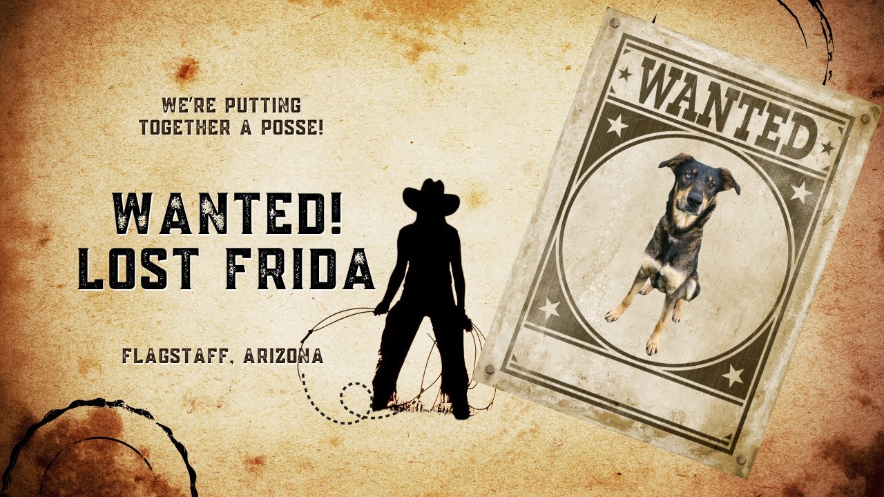 Frida, my foster dog, is lost - YouTube