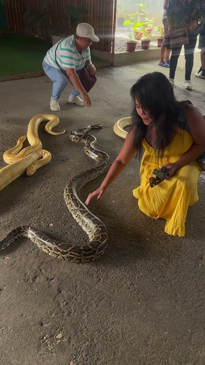 Pythons in Bohol #bisayangyoutuber #touristdestination # ...