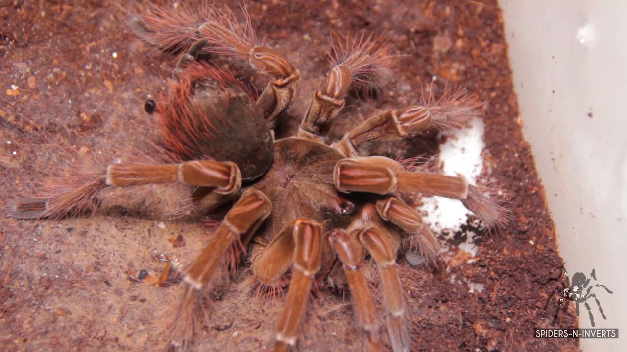 Tarantula Feeding: Theraphosa stirmi (Burgundy Goliath Birdeater ...