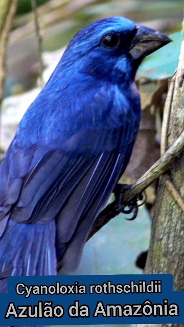AZULÃO DA AMAZÔNIA é uma espécie de ave canora da família Cardinalidae ...