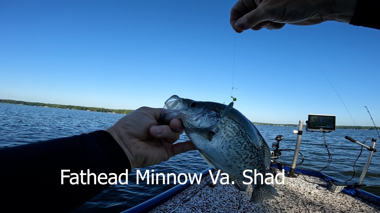 Fathead Minnow Pour To Catch Great Small Bait - YouTube