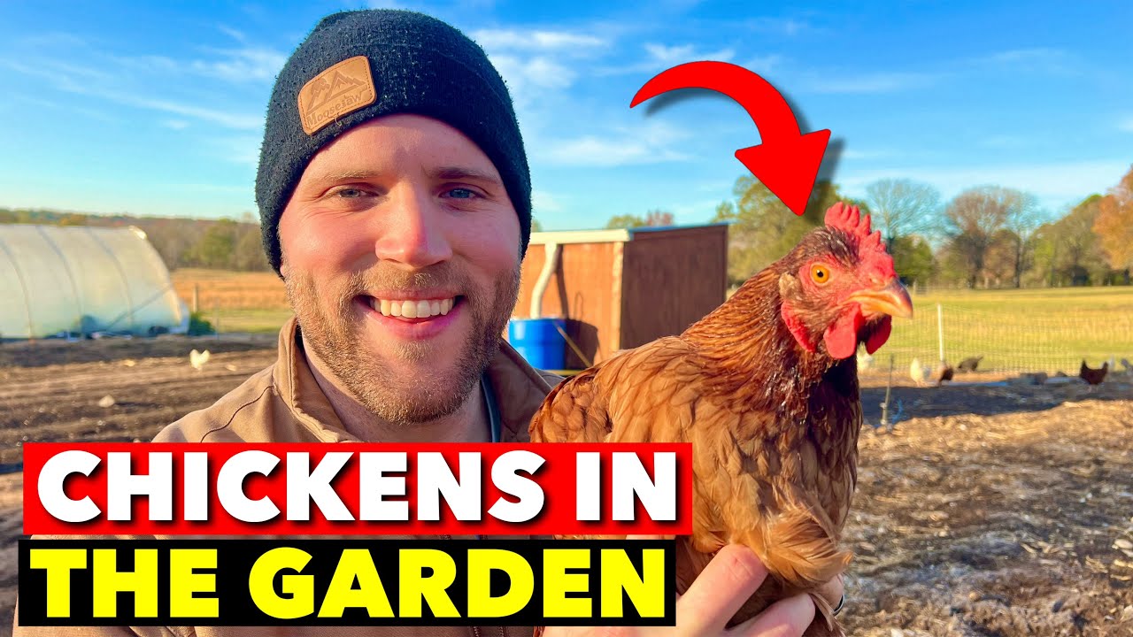 Chickens: The Secret Weapon For Your Garden - YouTube