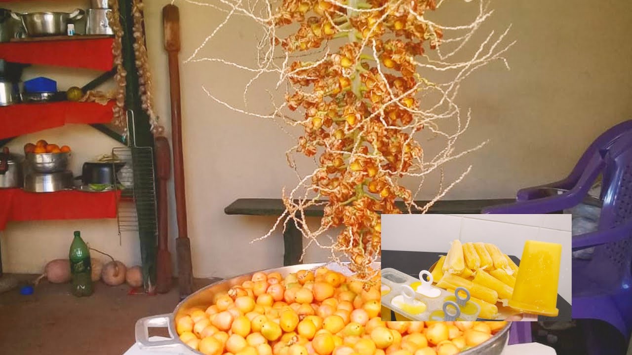 Coquinho Azedo (Butiá). Cortamos a polpa do coquinho azedo pra congelar ...