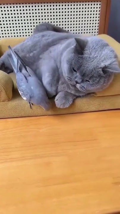 Random cats 🐱 - YouTube