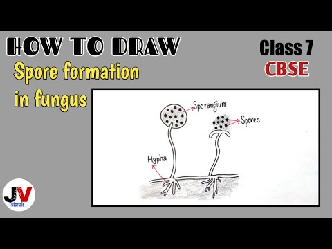 how to draw spore formation in fungus|how to draw spore formation in ...