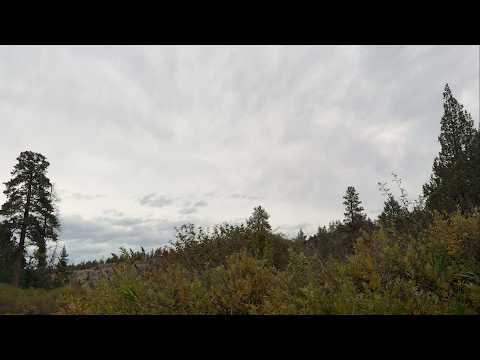 Lights Out: Helping Migrating Birds Across Oregon