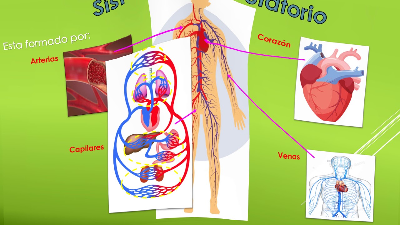 5º PRIMARIA - SISTEMA CIRCULATORIO - CIENCIA Y TECNOLOGIA - Prof. ELENA ...