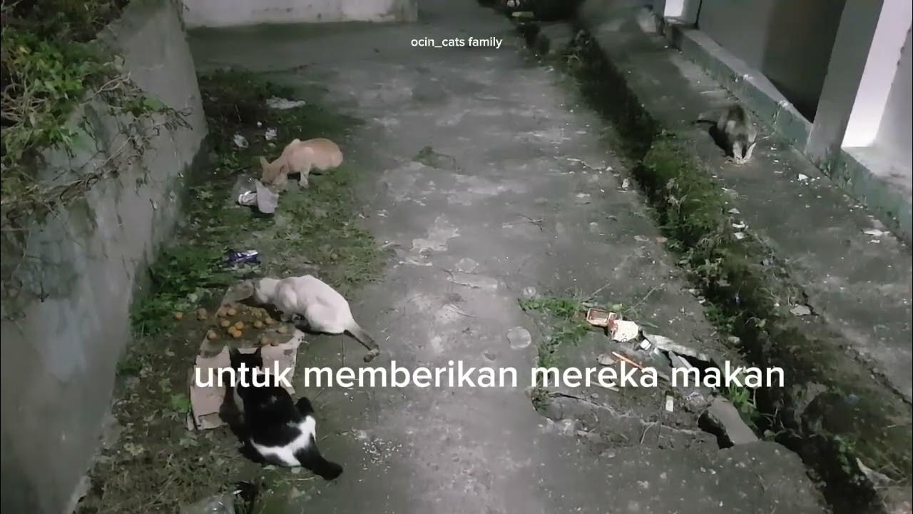 Street Feeding Cats//Memberi Makan Kucing Jalanan... - YouTube