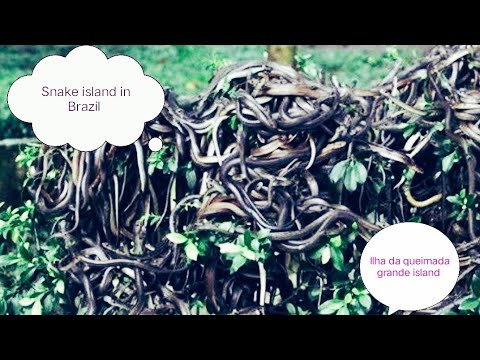 Snake island..Ilha da queimada grande,in Brazil.Lancehead viper,s land ...