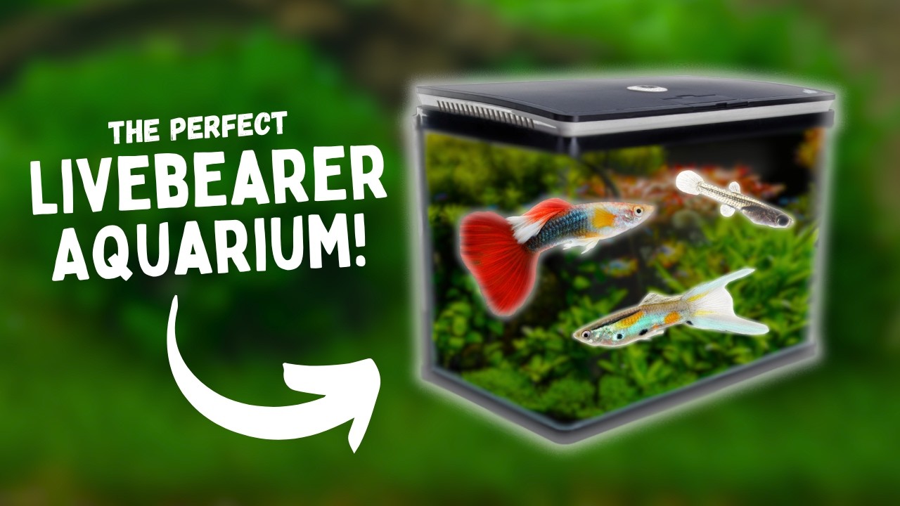 How To Create The PERFECT LIVEBEARER Aquarium | TOP 5 SECRETS TO ...