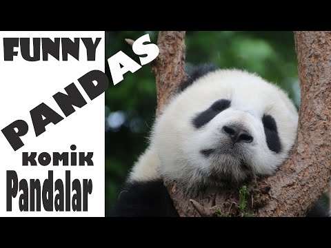 Funny Panda | Eğlenceli ve komik pandalar