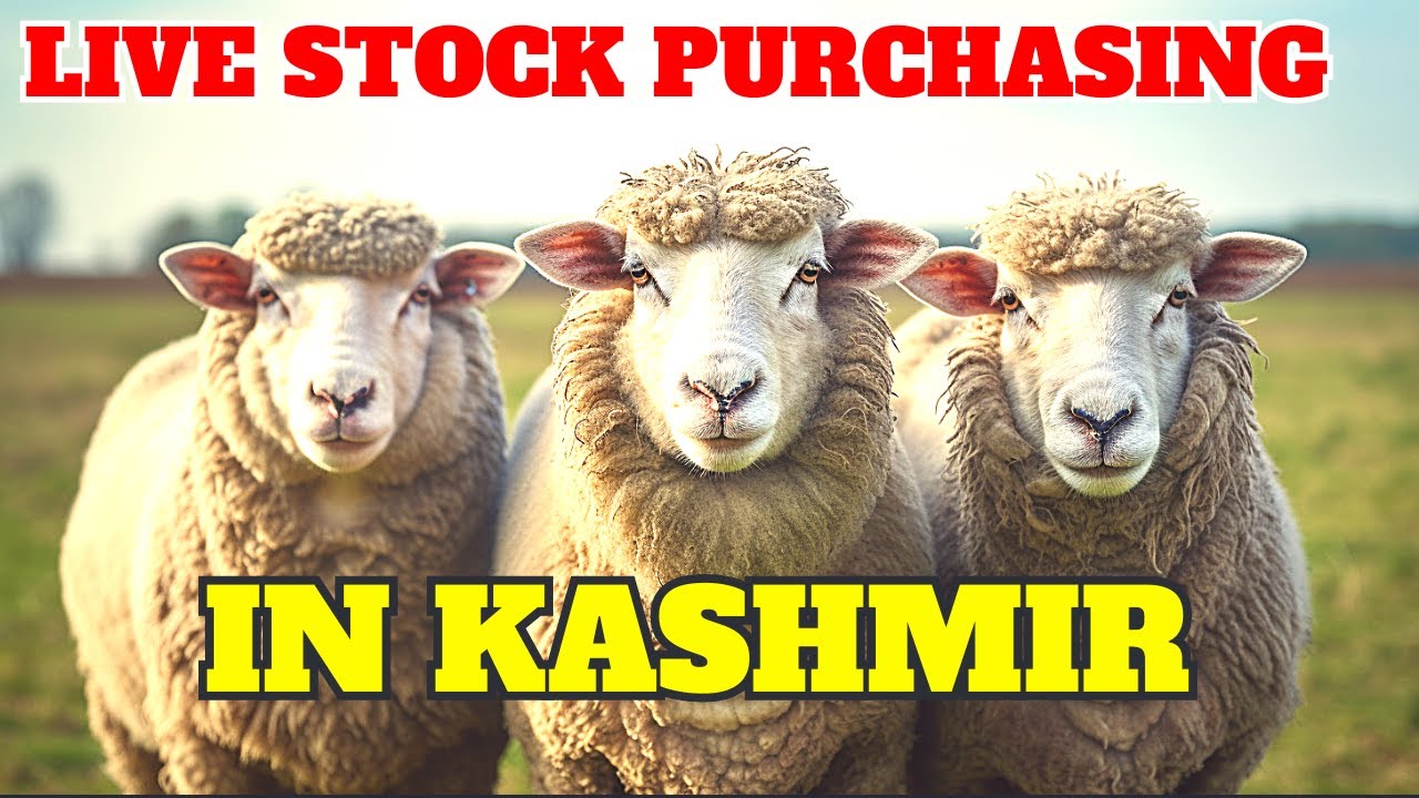 Expert Guide to Sheep Live Stock Purchasing: Key Strategies for Success ...