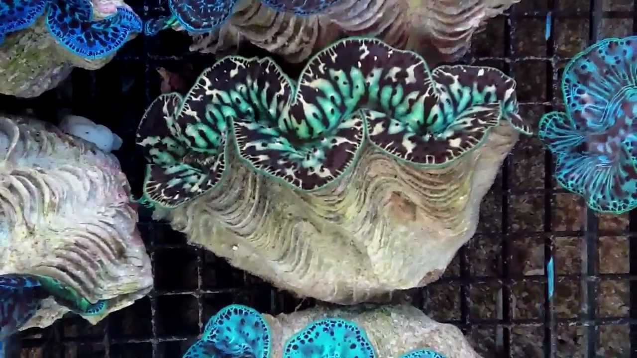 Super Ultra Maxima Clams Oct 10 - YouTube