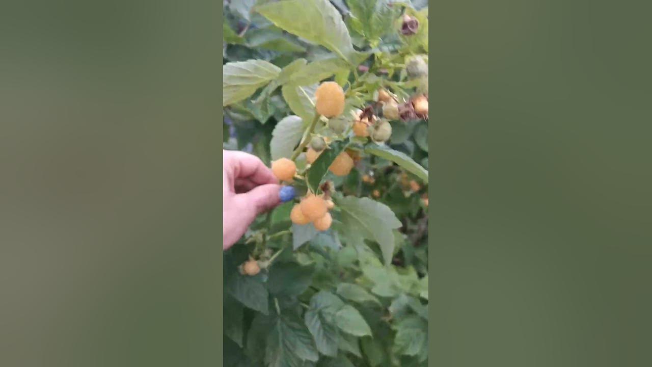 Ремонтантная жёлтая малина Голден Фрут (Golden fruit) 16.09.2022 ...
