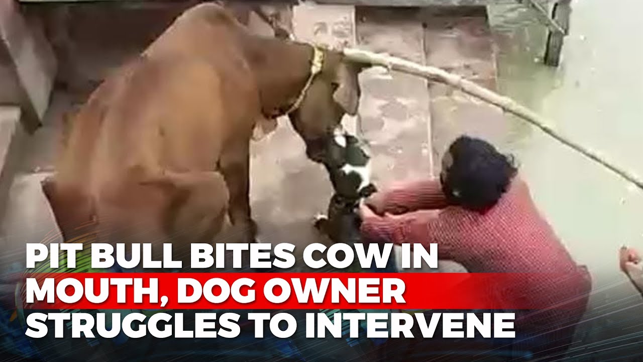 Video: Pit Bull Bites Cow In Mouth, Dog Owner Struggles To Intervene ...