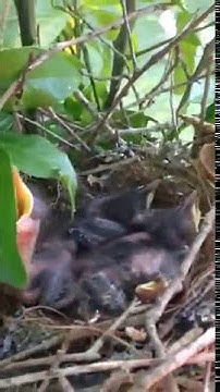 Bird nest2 - YouTube