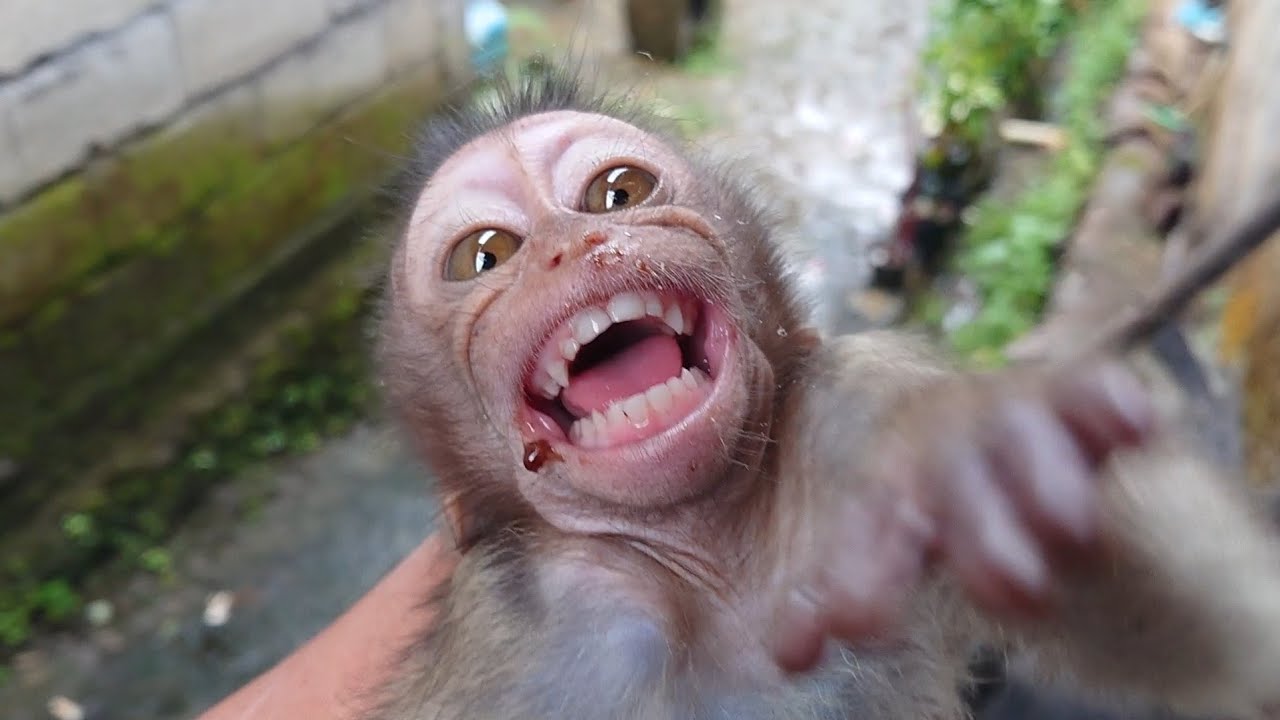 the clean pretty monkey - YouTube