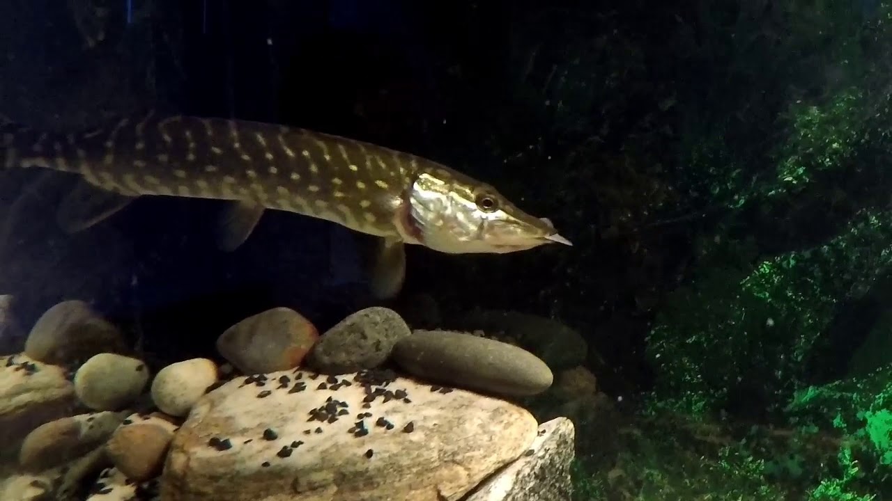 Pike feeding and alligator gar looking - YouTube