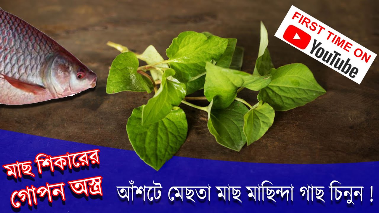বড় মাছ শিকারের গোপন অস্ত্র আঁশটে মেছতা গাছ Amazing Ashte Mesta ...
