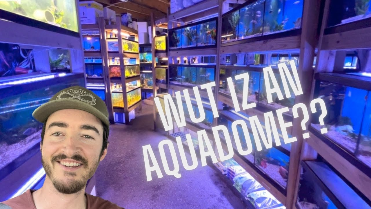 I visit an awesome aquarium store - Austin Aquadome - my local fish ...