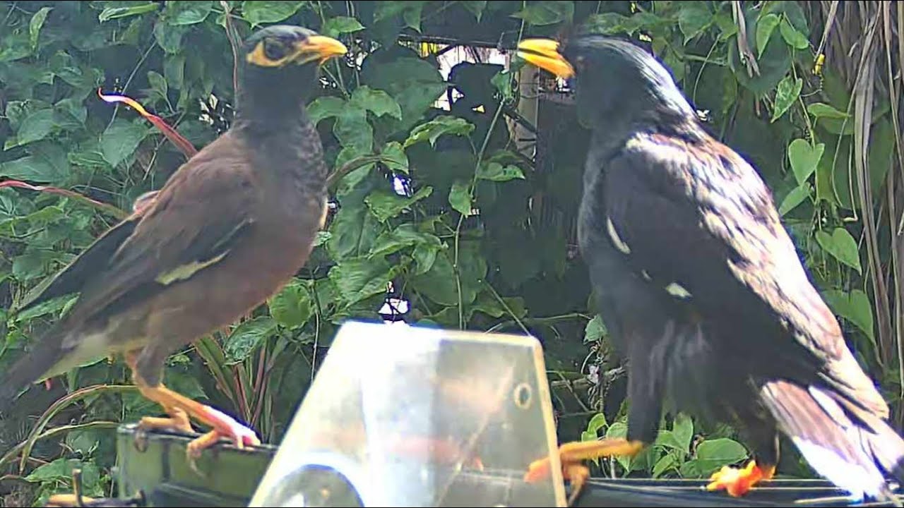 Birds Battle Indian Myna VS Black Myna - YouTube
