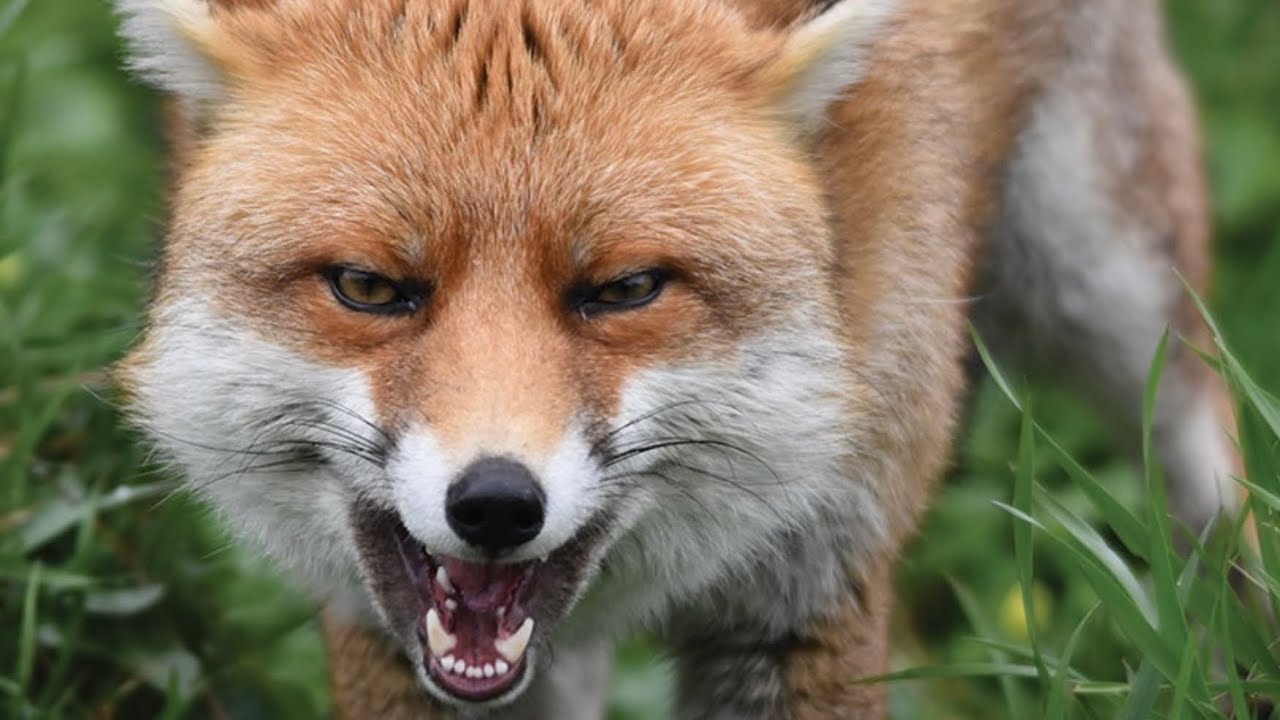 Find the hidden fox (pt.1) - YouTube