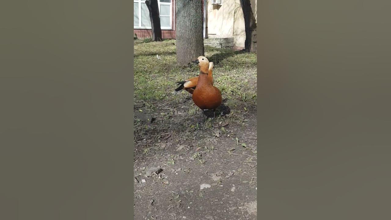 Эх, утки накаркали((( Зря. Утки. Огари. #short, #shorts, #shortvideo, # ...