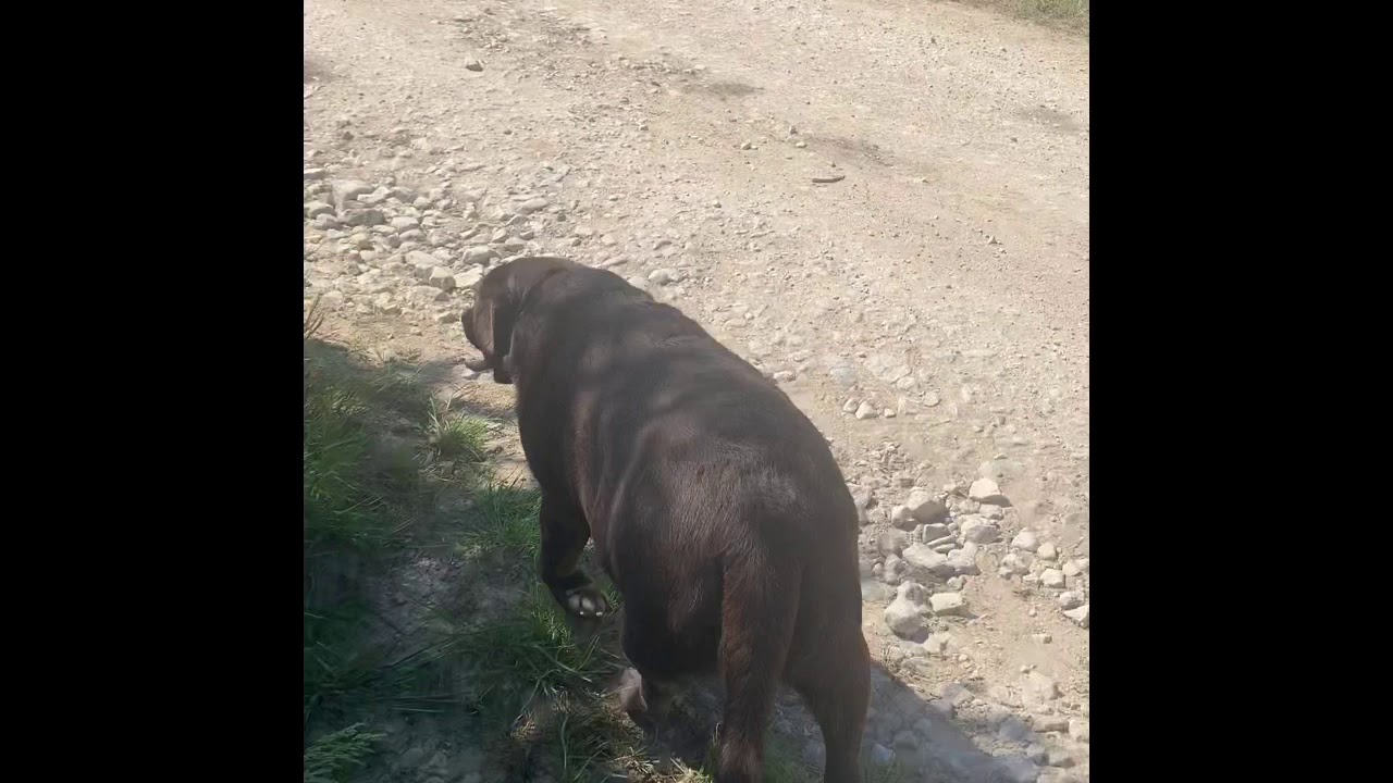 Chocolate Labrador Walking Adventure - YouTube