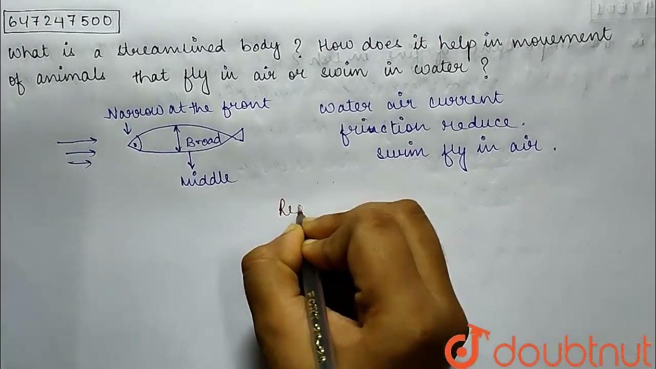 What is a streamlined body? How does it help in movement of animals ...
