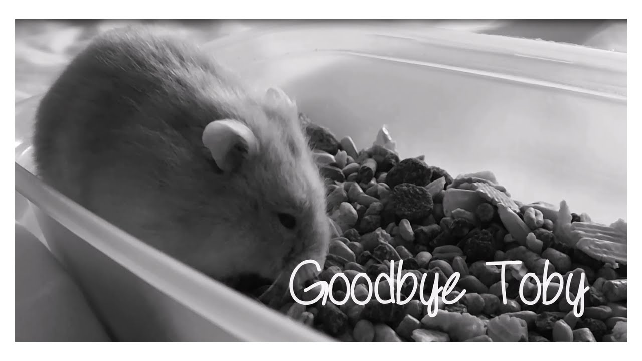 Goodbye Toby | 5 /12 /15 - YouTube