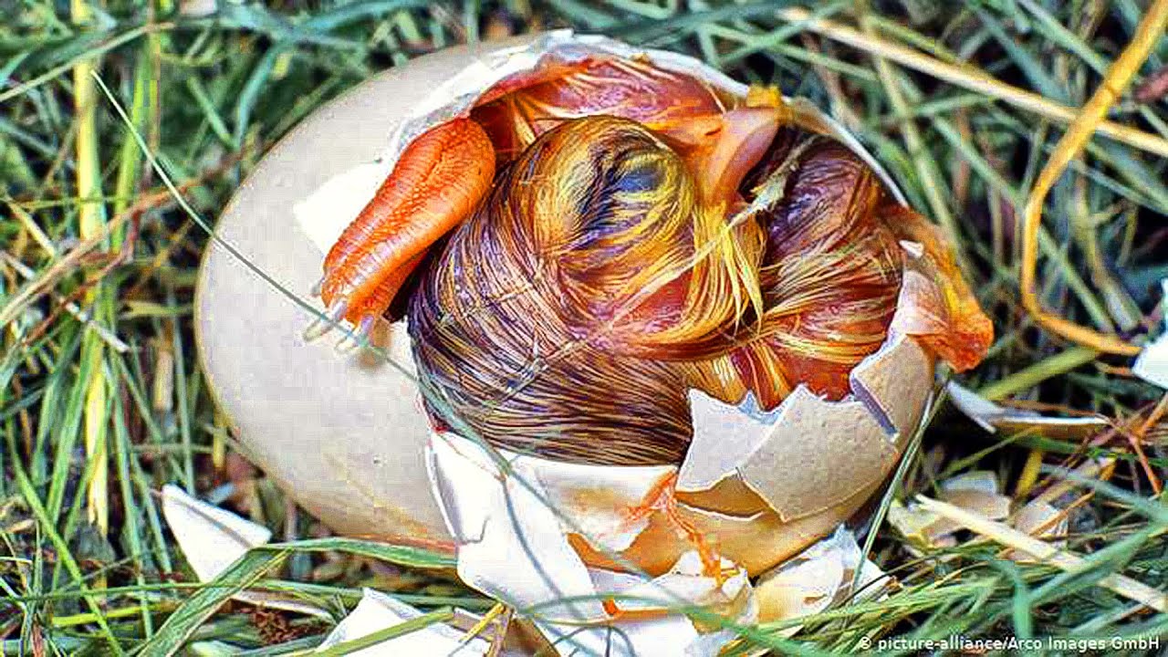 15 Coolest Looking Animal Eggs - YouTube