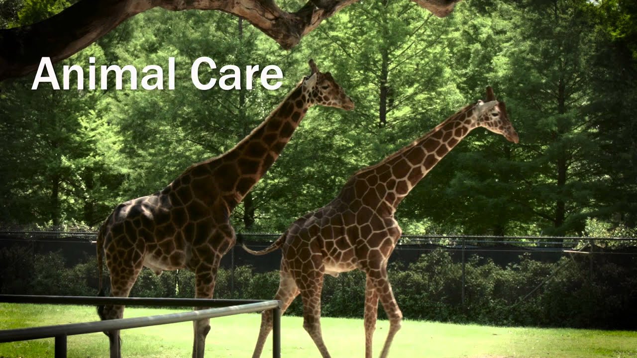 Audubon Nature Institute Careers - YouTube
