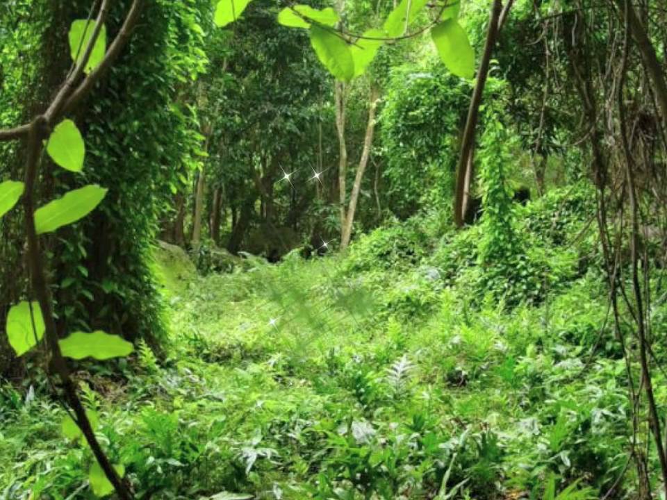 Elven World: Return of the Elven, magical people, The Tuatha de Danann ...