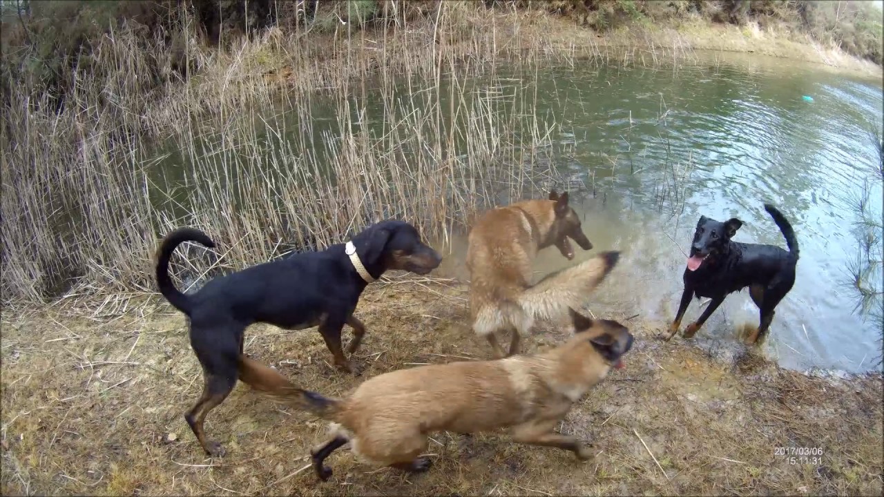 WB ~ Balade canine. - YouTube