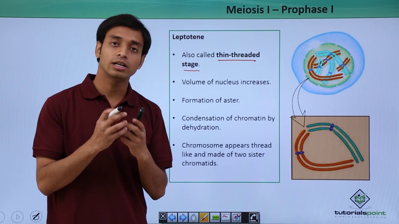 Class 11th - Meiosis-l – Prophase-l | Cell Cycle and Cell Division | Tutorials Point - YouTube