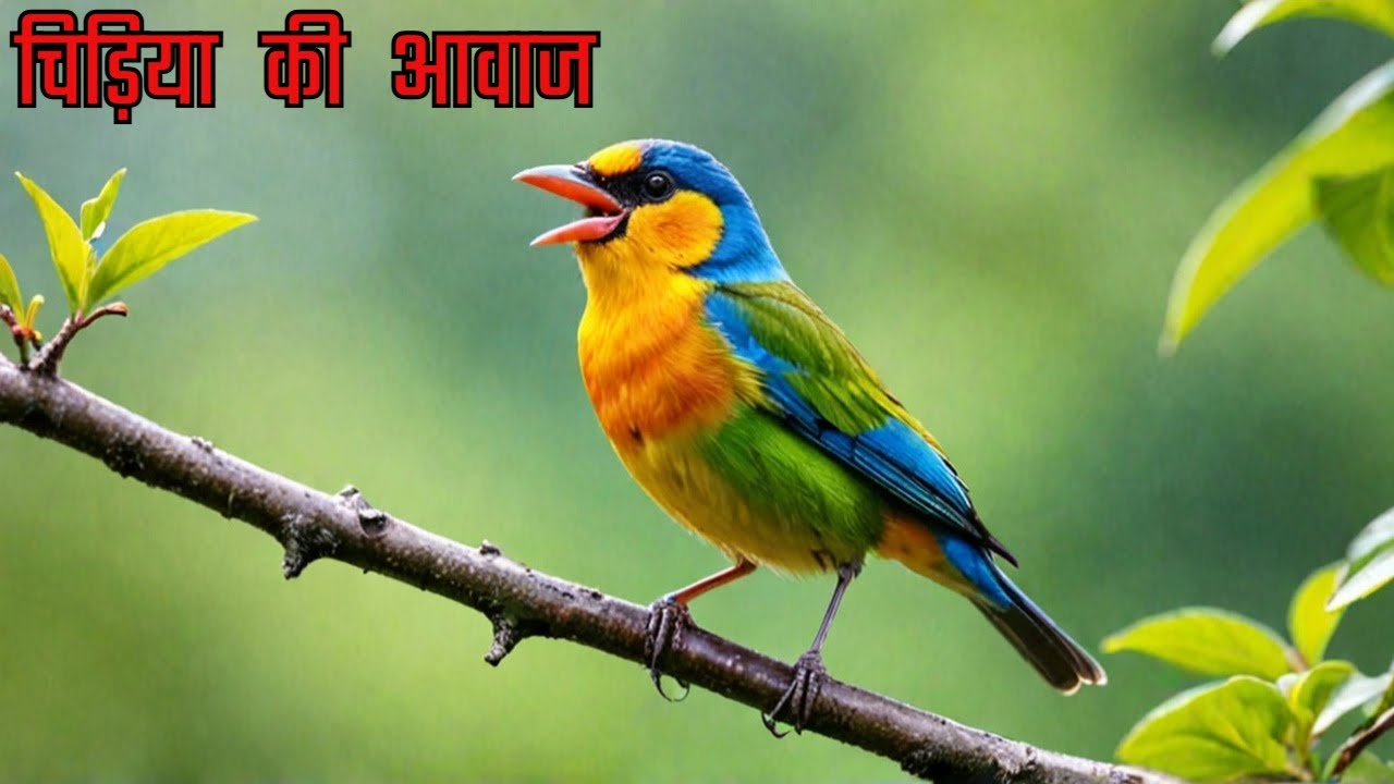 चिड़िया की आवाज || chidiya ki awaz || bird sounds - YouTube