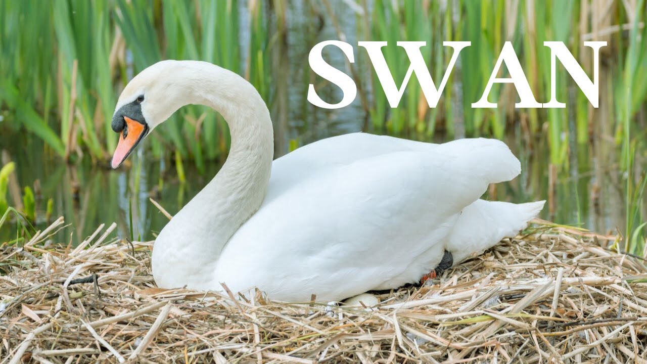 🦢 Swan Symphony: Beautiful Swan Sounds & Facts for Kids! 🌊 - YouTube
