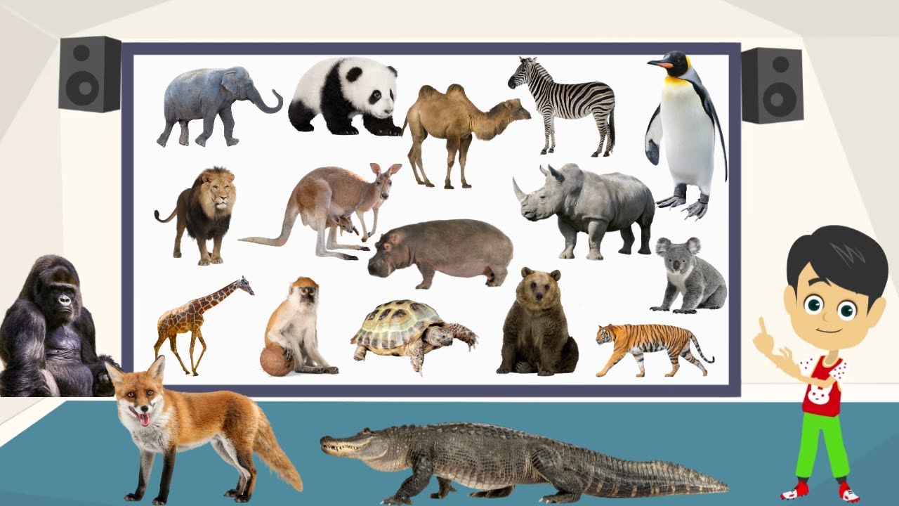 Animals Name with Videos | Learn about Animals - YouTube