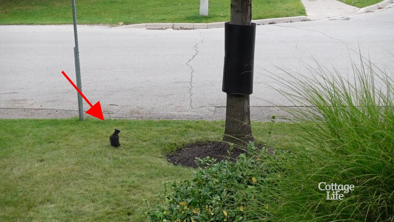 DIY SQUIRREL STOPPER! Oak Tree Protection! | Cottage Coach VLOGs - YouTube