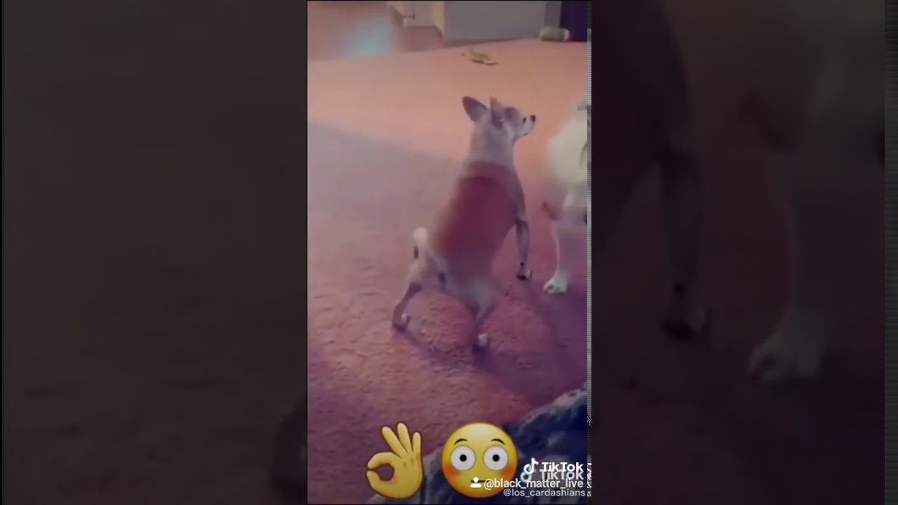 perro perreando - YouTube