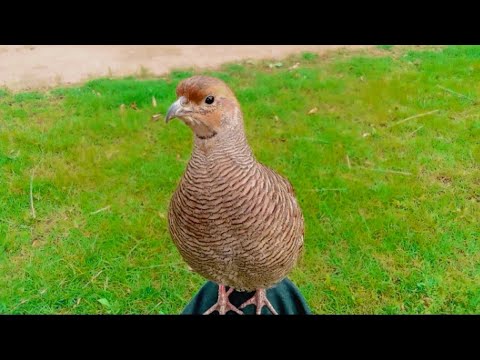 desi Teetar ki awaz grey francoline voice mail voice Sindhi teeter bagra teetar Irani teetar