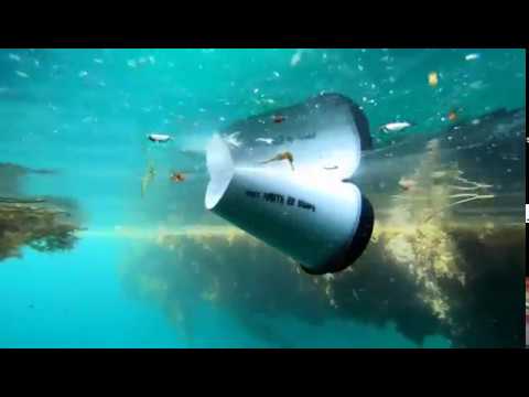 'Don't Worry Be Happy': Plastic Coffee Cup Floats Near Baby Seahorse