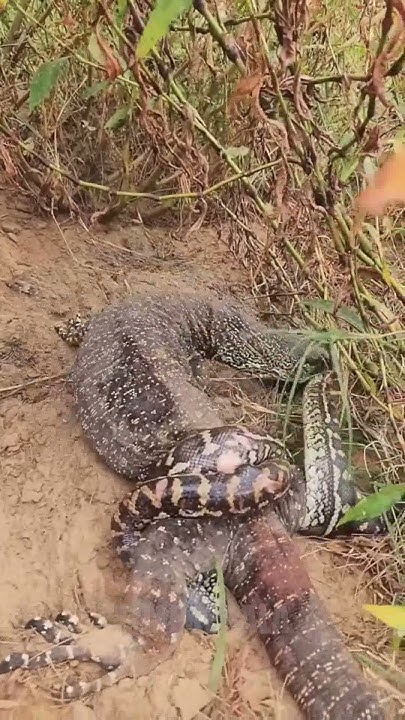 Python and Predator which one is power full #python #pythons #predator ...