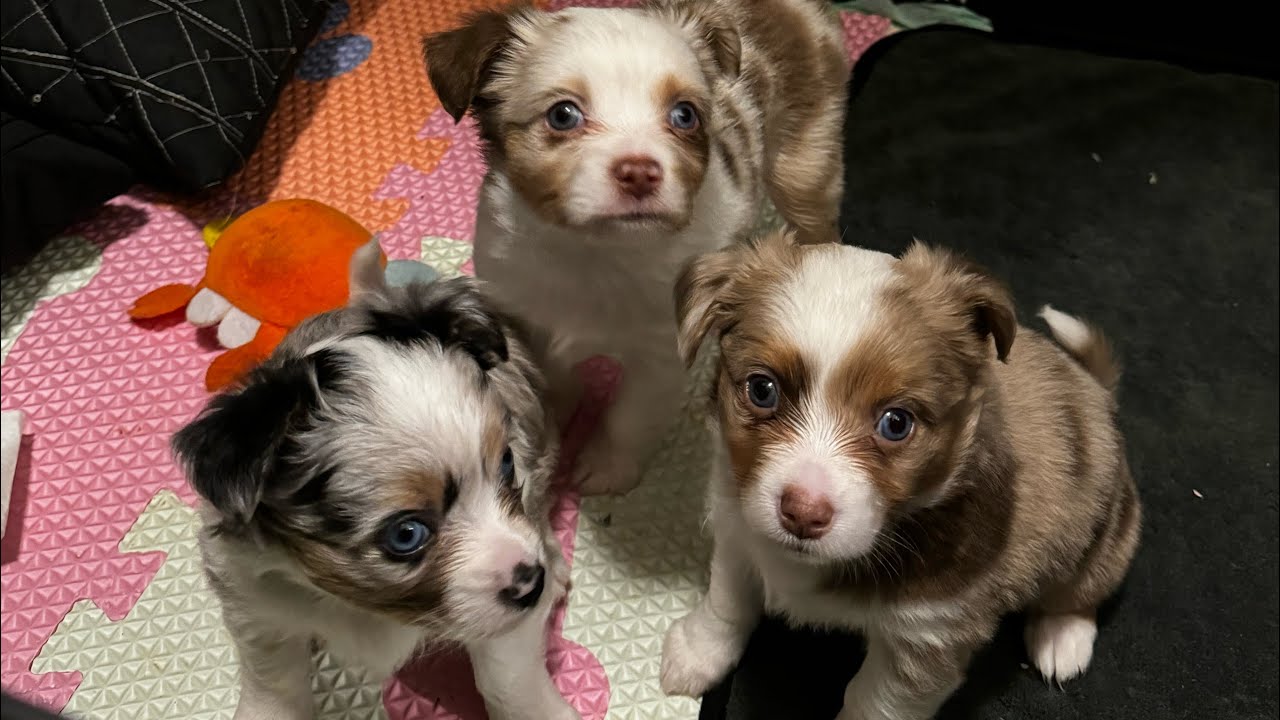 Toy Aussie chihuahua puppies play time! - YouTube