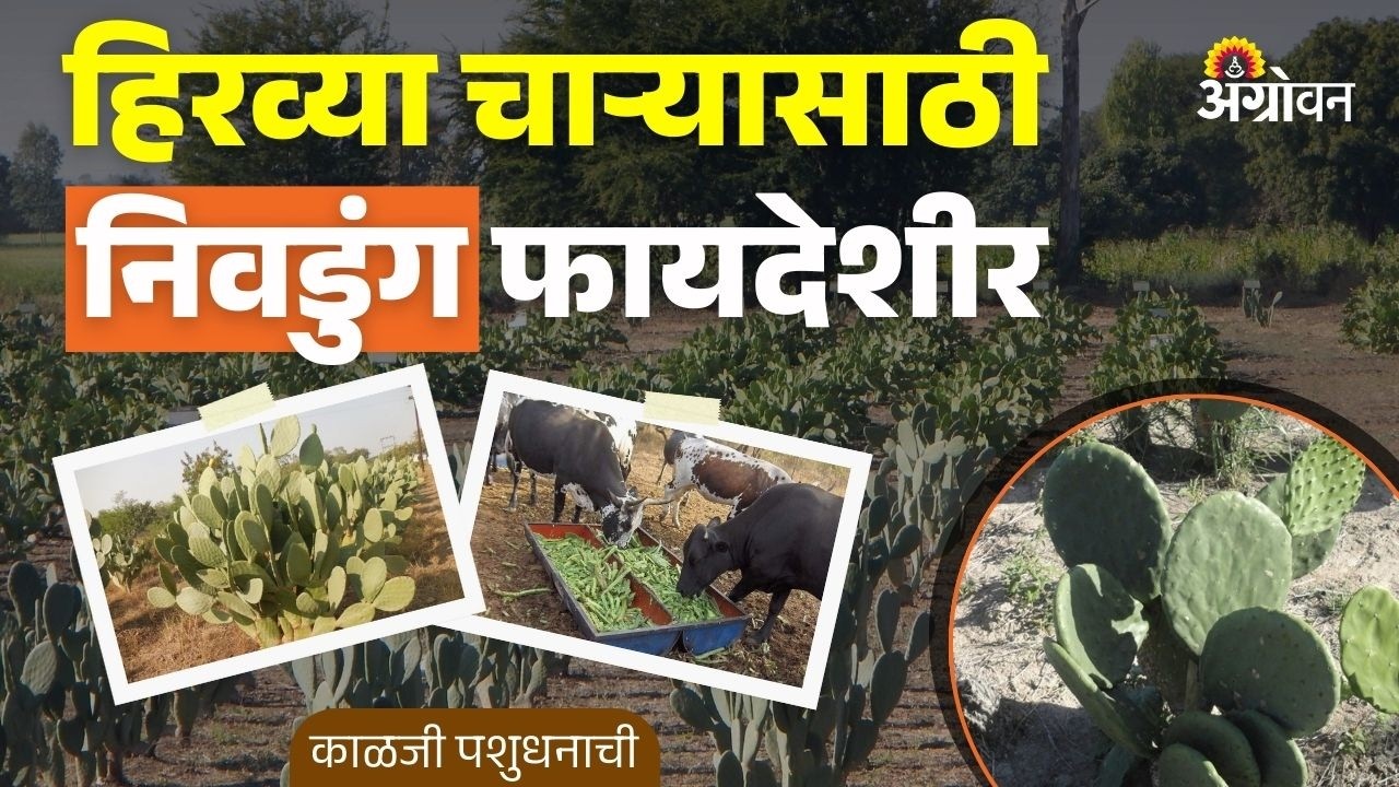 Cactus Fodder: हिरव्या चाऱ्यासाठी निवडुंगाची लागवड कशी करायची ...