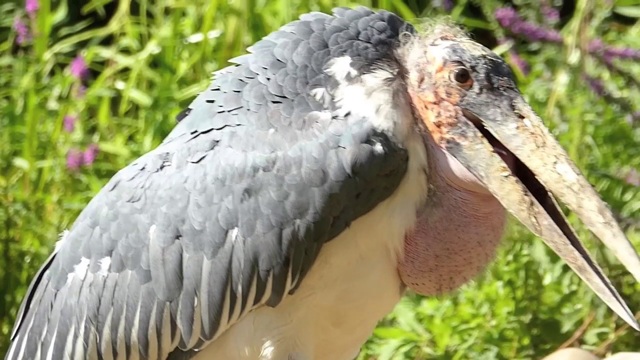 Afrikanischer Marabu - YouTube