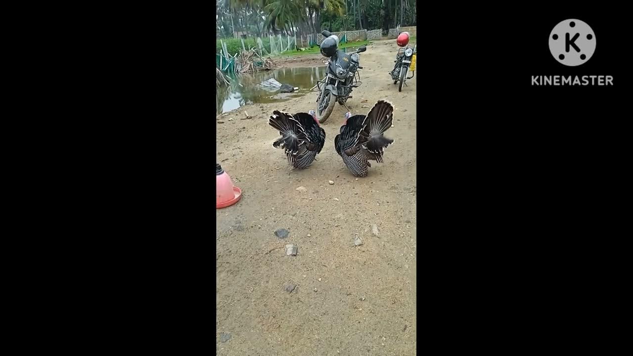 srs poultry farm paramathi velour, Namakkal. 9080460573., 6383966507 - YouTube