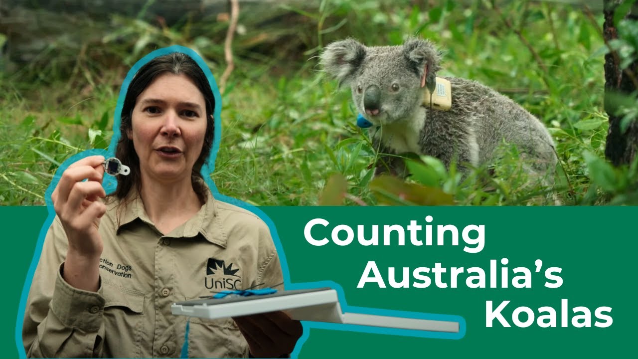CSIRO National Koala Monitoring Program - YouTube