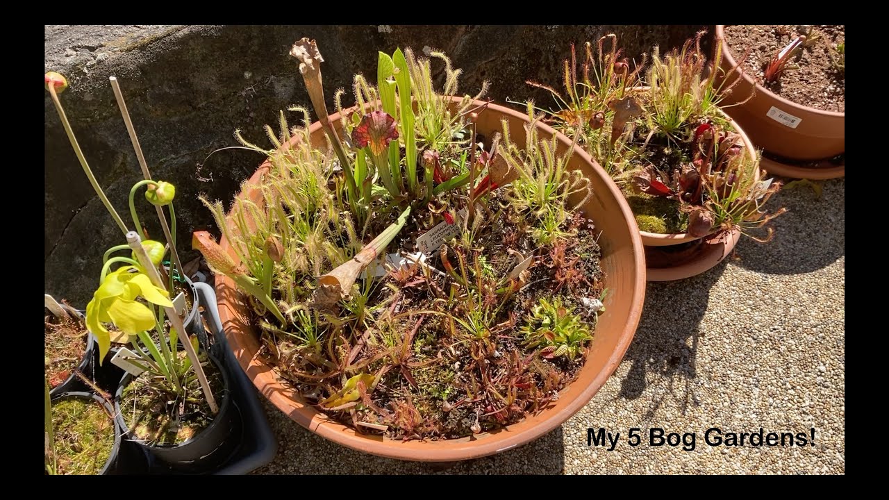 My 5 Bog Gardens! A tour in early spring - YouTube